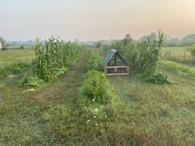 Beginners Guide to Self Sufficient Homesteading - From Scratch Farmstead