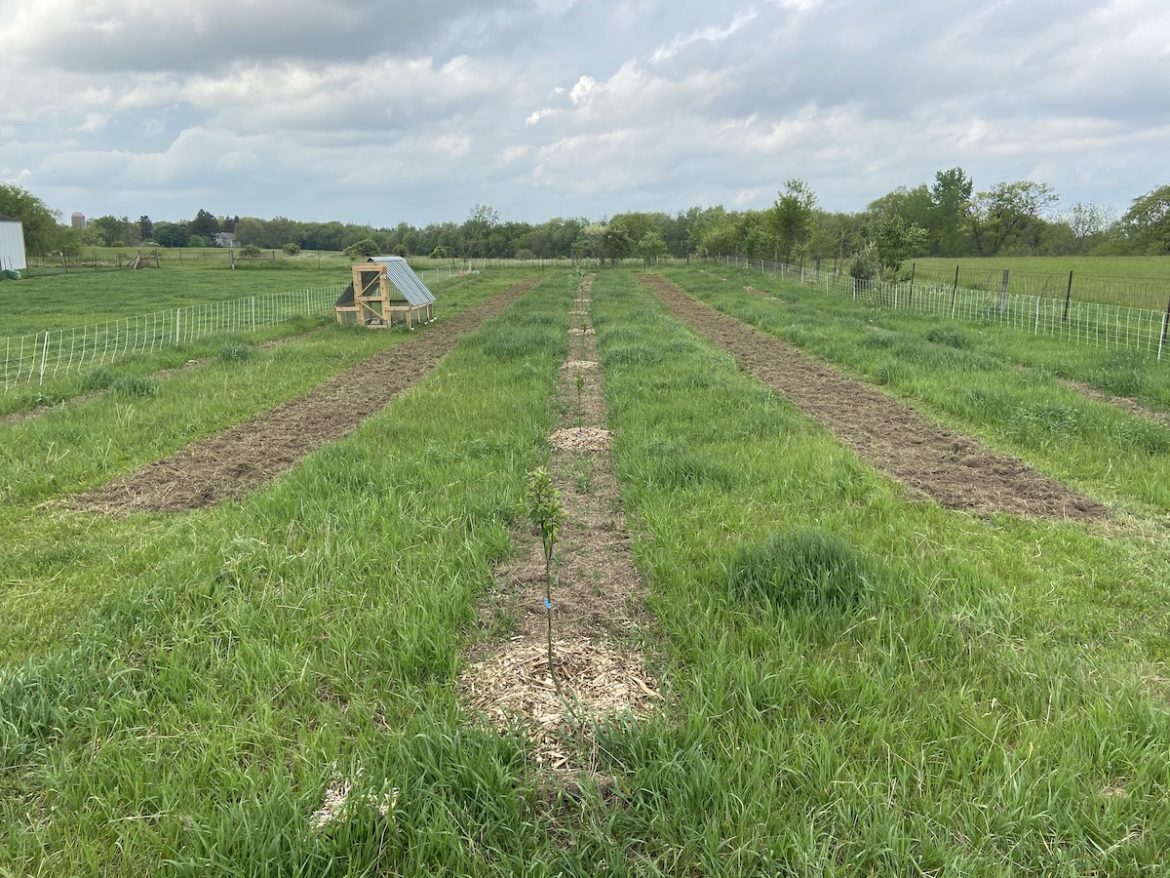 Beginners Guide to Self Sufficient Homesteading - From Scratch Farmstead