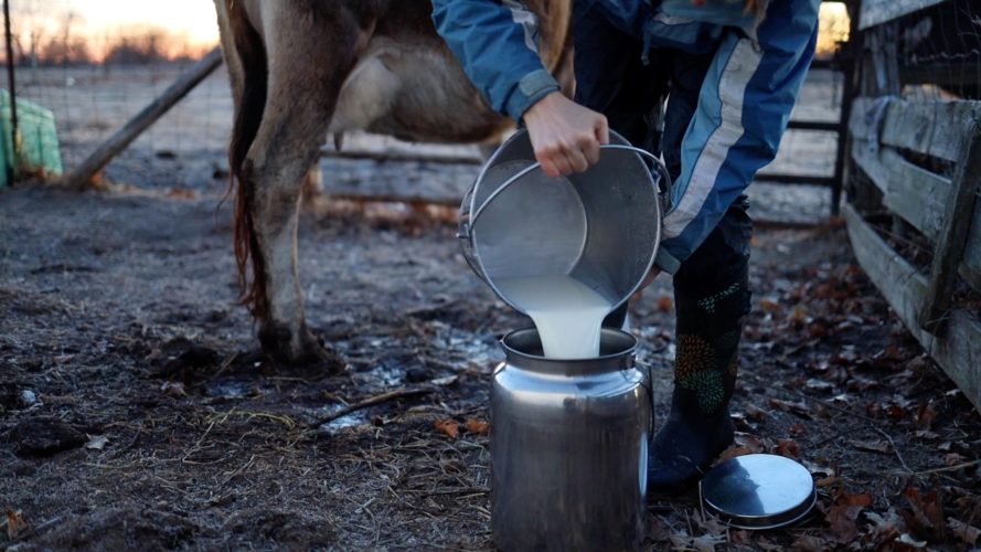 Owning a Family Milk Cow Basics - From Scratch Farmstead