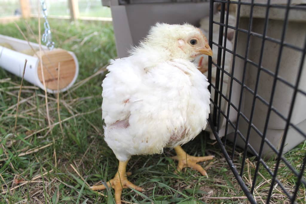 Cornish Cross vs. Freedom Ranger Chickens - From Scratch Farmstead