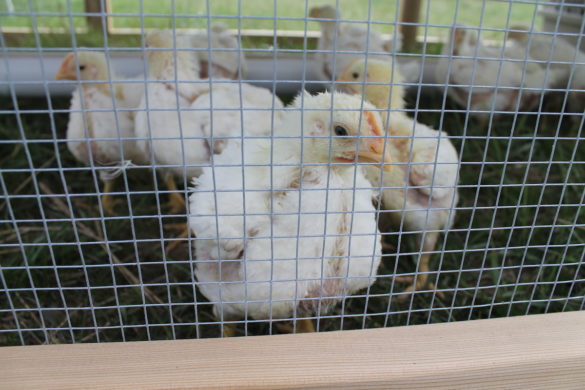 Cornish Cross vs. Freedom Ranger Chickens - From Scratch Farmstead