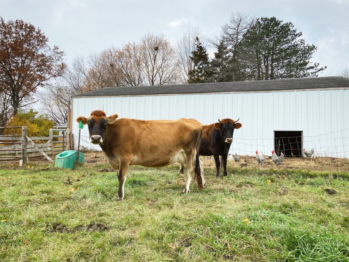 Owning a Family Milk Cow Basics - From Scratch Farmstead
