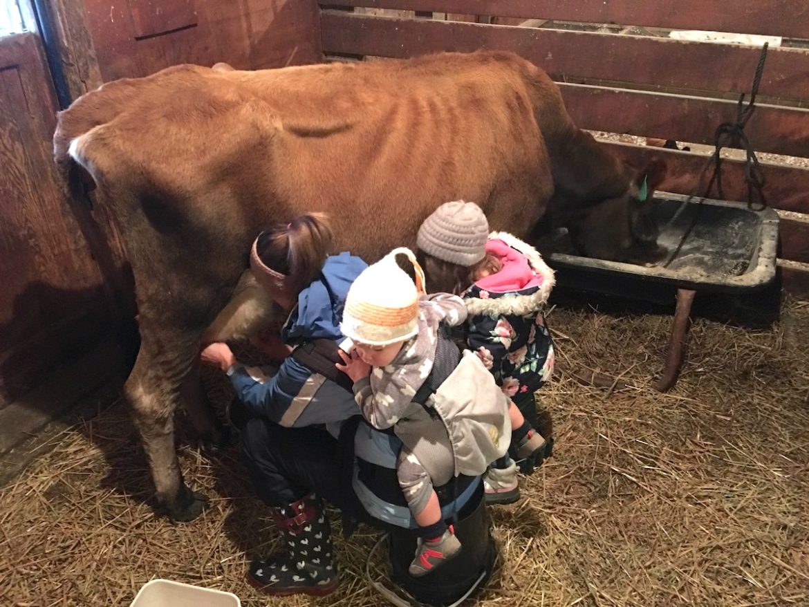 Owning a Family Milk Cow Basics - From Scratch Farmstead
