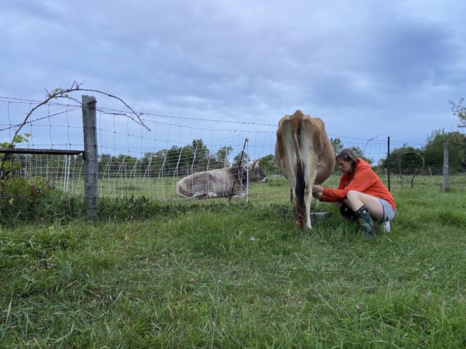 Owning a Family Milk Cow Basics - From Scratch Farmstead
