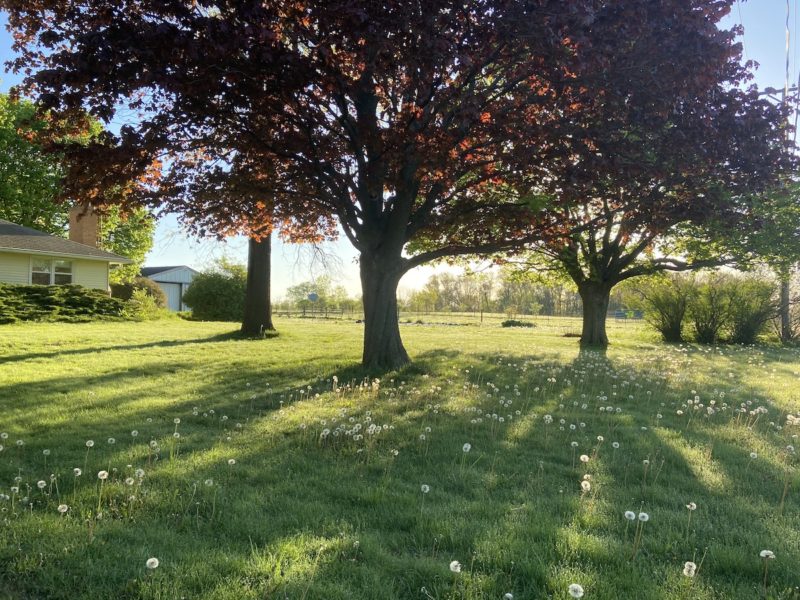 Benefits of Rural Living on a Homestead - From Scratch Farmstead