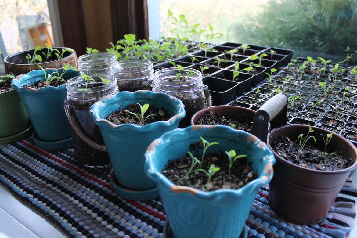 DIY Seed Starting Mix with Compost - From Scratch Farmstead