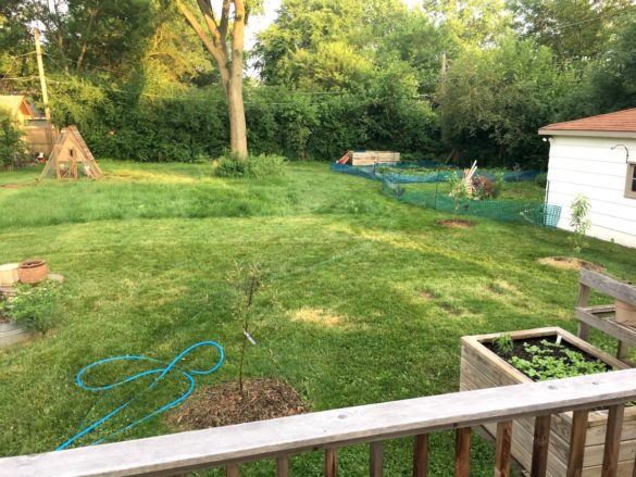 Beginners Guide To Homestead Fruit Trees - From Scratch Farmstead