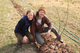 Beginners Guide To Homestead Fruit Trees