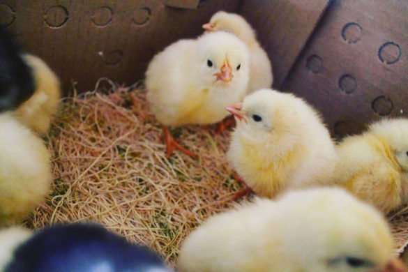 How To Care For Baby Chicks - From Scratch Farmstead