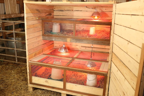Simple Outdoor Chicken Brooder Ideas - From Scratch Farmstead