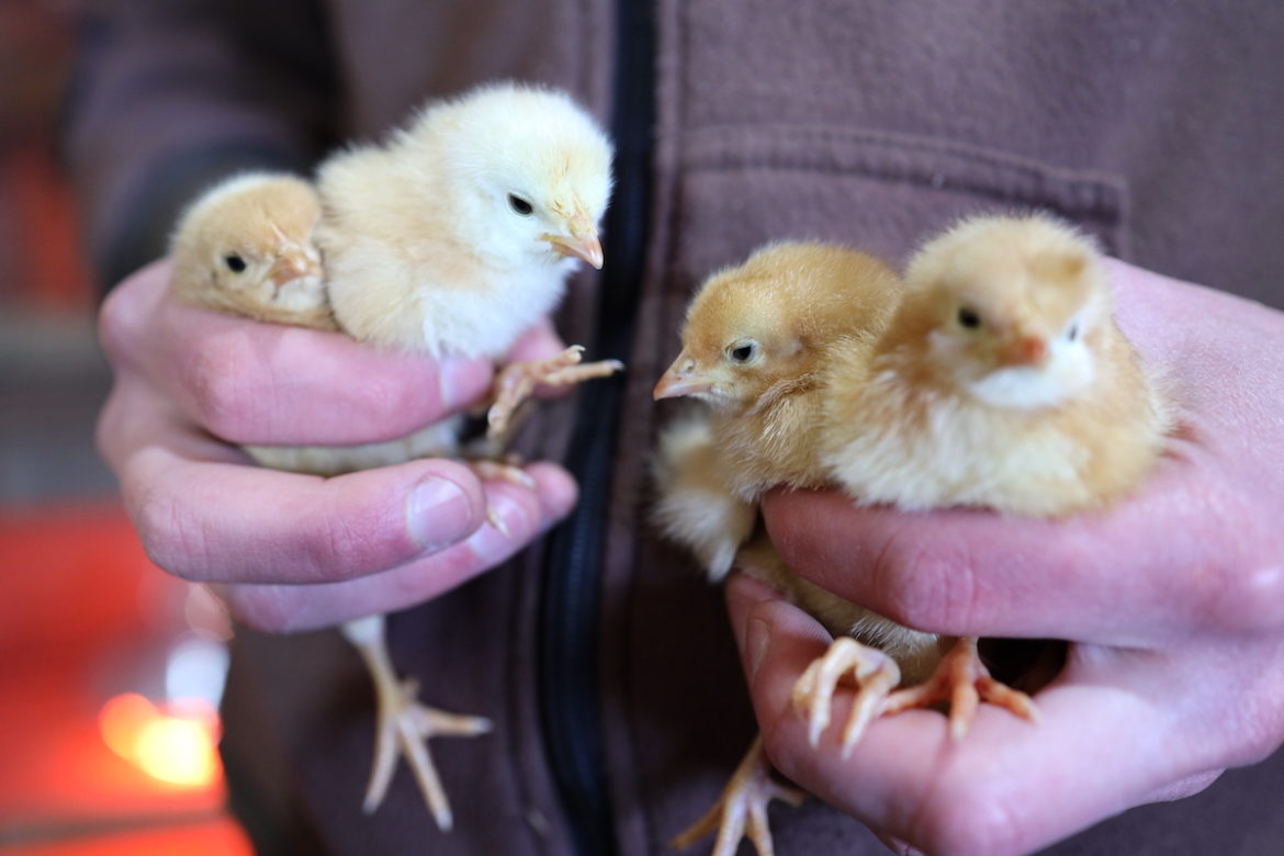Breaking Down The Cost Of Chickens For Eggs - From Scratch Farmstead