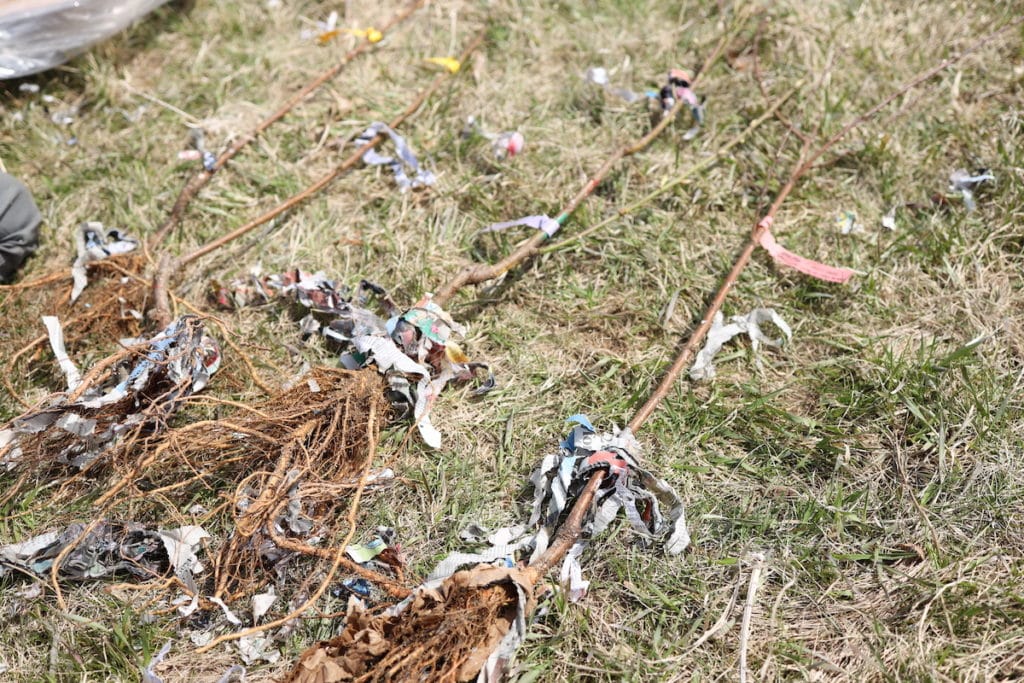 Beginners Guide To Homestead Fruit Trees - From Scratch Farmstead