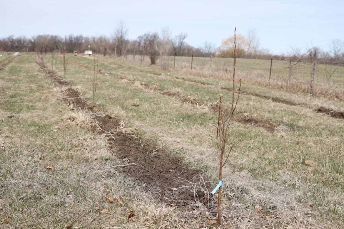 Beginners Guide To Homestead Fruit Trees - From Scratch Farmstead