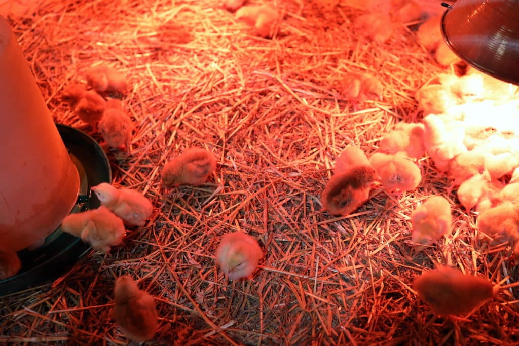 How To Care For Baby Chicks - From Scratch Farmstead