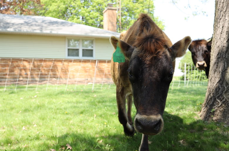 Family Milk Cow | From Scratch Farmstead