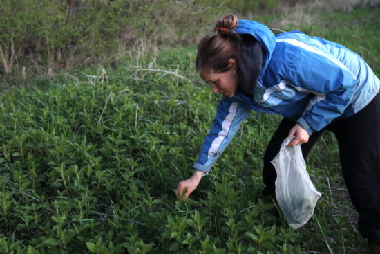 How To Preserve Nettle - From Scratch Farmstead