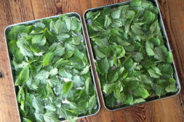 How To Preserve Nettle - From Scratch Farmstead