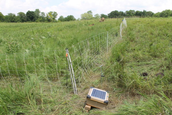 What To Know About Rotational Grazing On A Small Scale - From Scratch ...