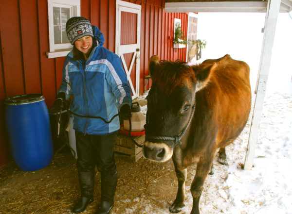 Breaking Down The Cost Of A Family Milk Cow - From Scratch Farmstead