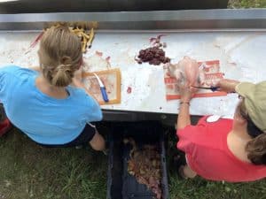 Beginners Guide to Processing Chickens at Home - From Scratch Farmstead