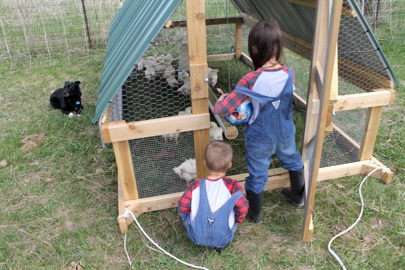 Beginners Guide to Processing Chickens at Home - From Scratch Farmstead
