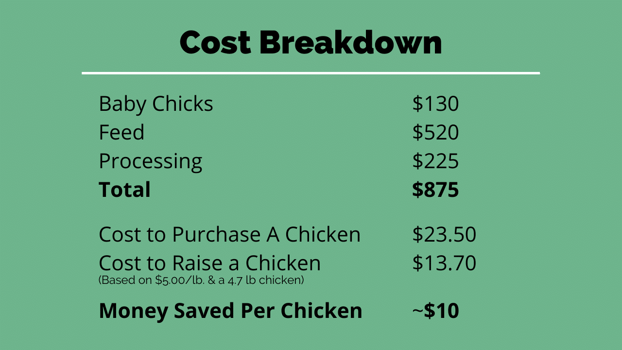 Cost of Raising Chickens for Meat on a Small Scale