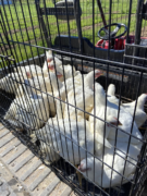 Beginners Guide to Processing Chickens at Home - From Scratch Farmstead