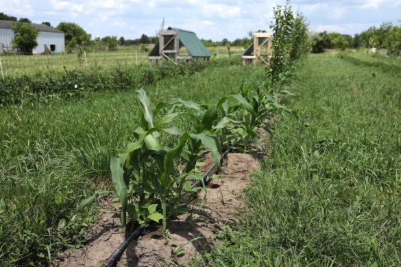 How To Create A Quarter Acre Self Sufficient Homestead Garden