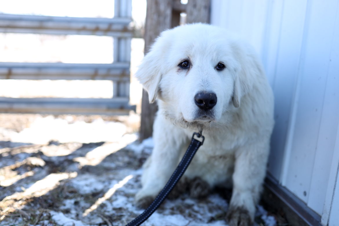 How to Break In Your LGD Dog On Your Homestead - From Scratch Farmstead