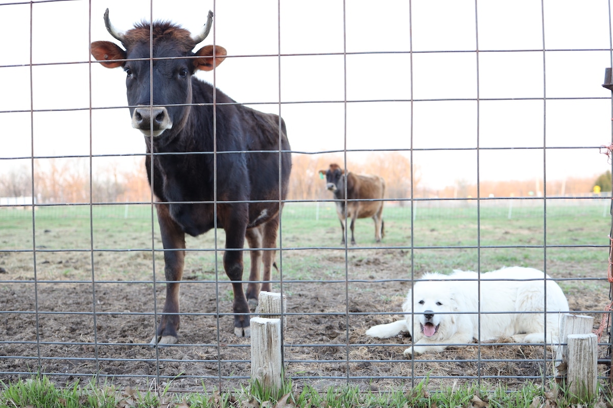 How to Break In Your LGD Dog On Your Homestead - From Scratch Farmstead