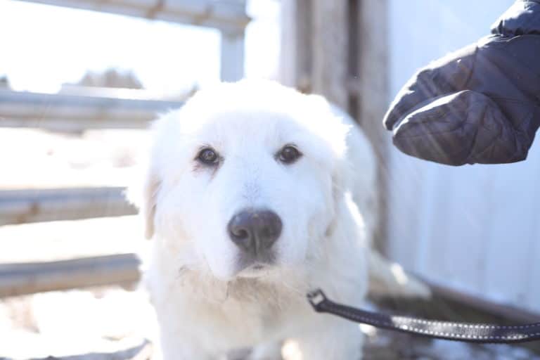 How to Break In Your LGD Dog On Your Homestead - From Scratch Farmstead