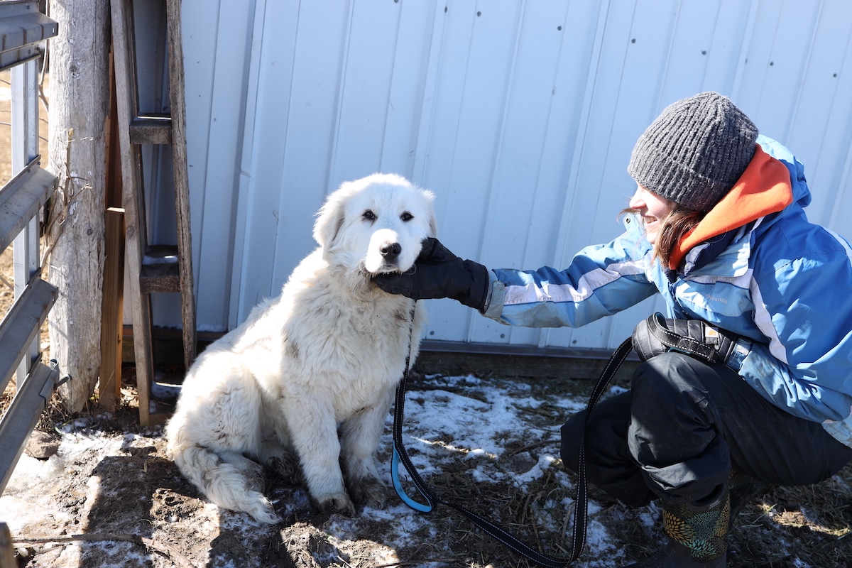 How to Break In Your LGD Dog On Your Homestead - From Scratch Farmstead