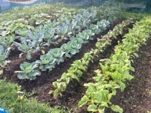 Urban Homesteading | 25 Ways To Begin Today - From Scratch Farmstead