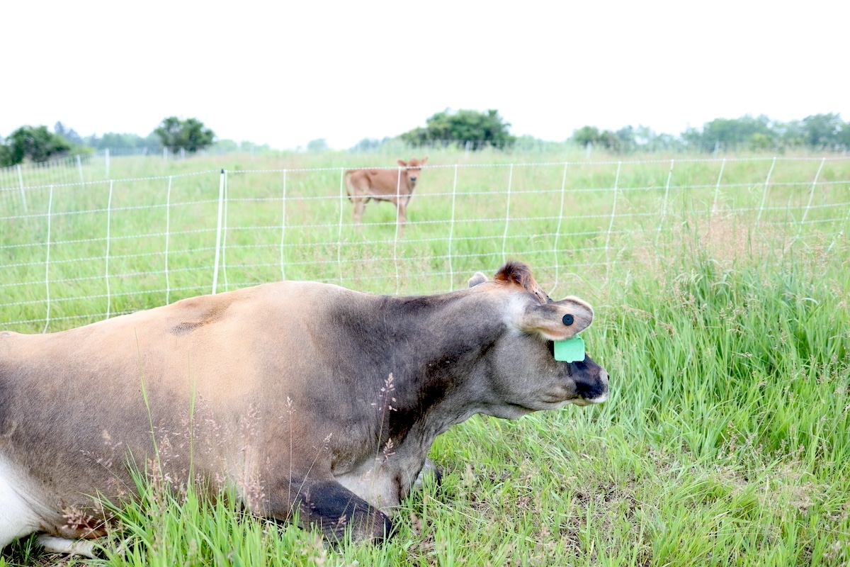 Calf Sharing | How to Add Flexibility to Your Homestead - From Scratch ...