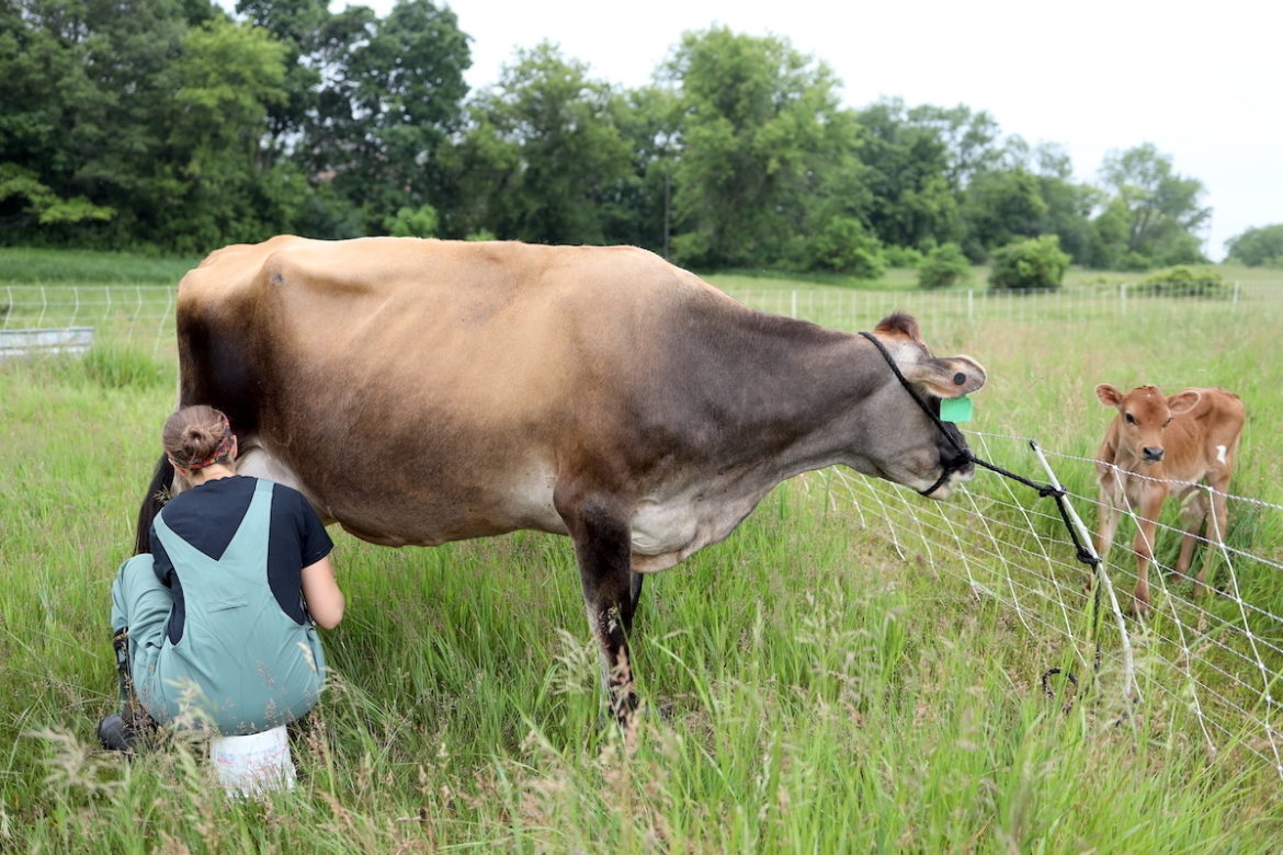 Family Milk Cow Archives - From Scratch Farmstead