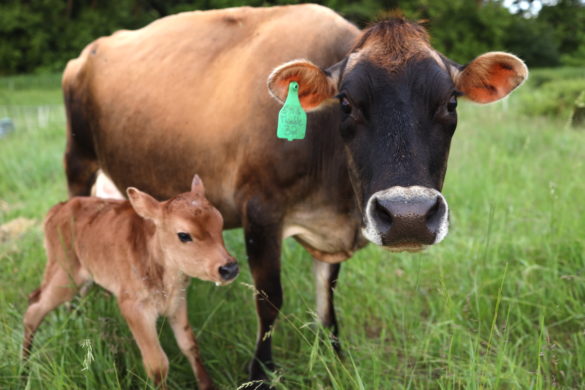 Calf Sharing | How to Add Flexibility to Your Homestead - From Scratch ...