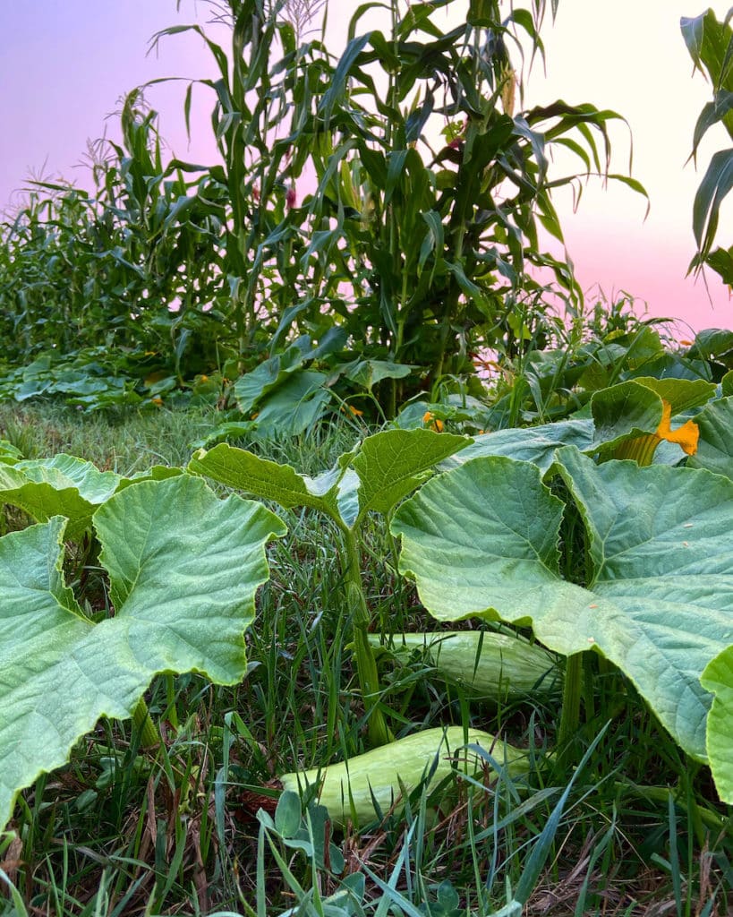10 Essential Storage Crops You Need To Grow - From Scratch Farmstead