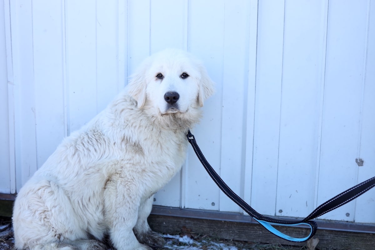 How to Break In Your LGD Dog On Your Homestead - From Scratch Farmstead