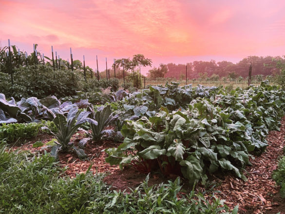 Homestead Layout Complete Guide + 5 Acre Example