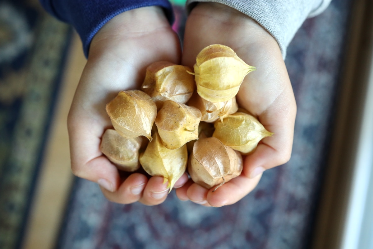 Ground Cherry Recipes - 15 Ways to Use or Preserve - From Scratch Farmstead