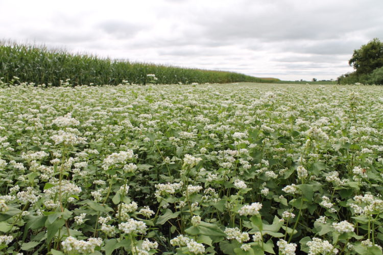 Farm vs. Homestead vs. Farmstead | What They Are and How To Choose ...