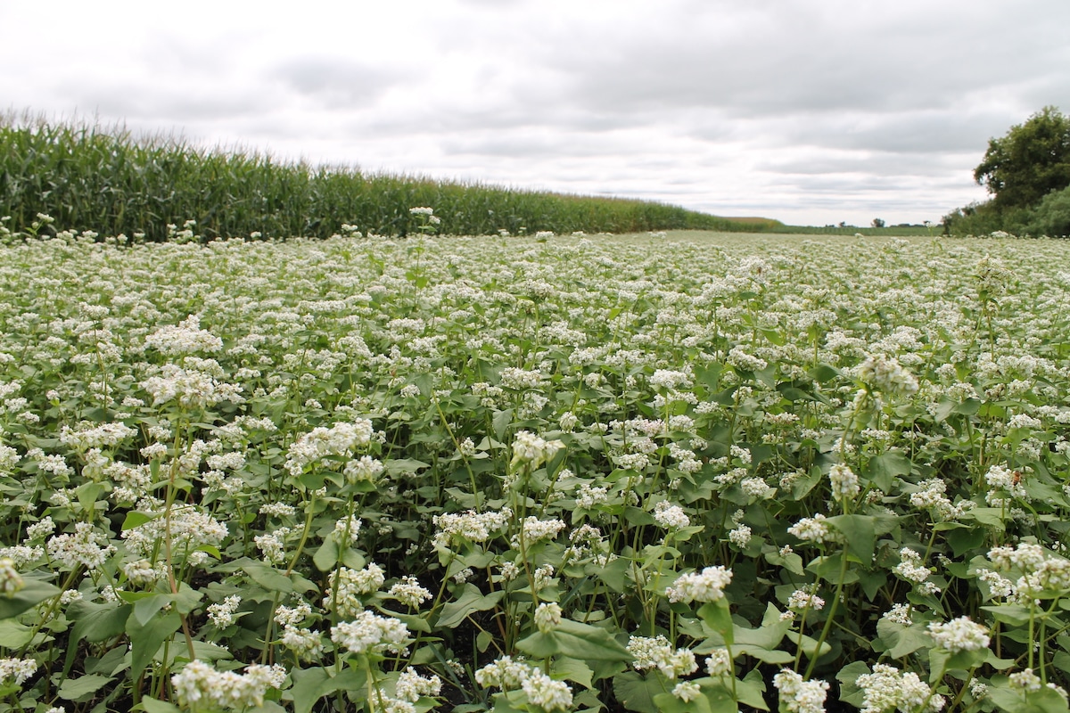 Farm vs. Homestead vs. Farmstead | What They Are and How To Choose ...