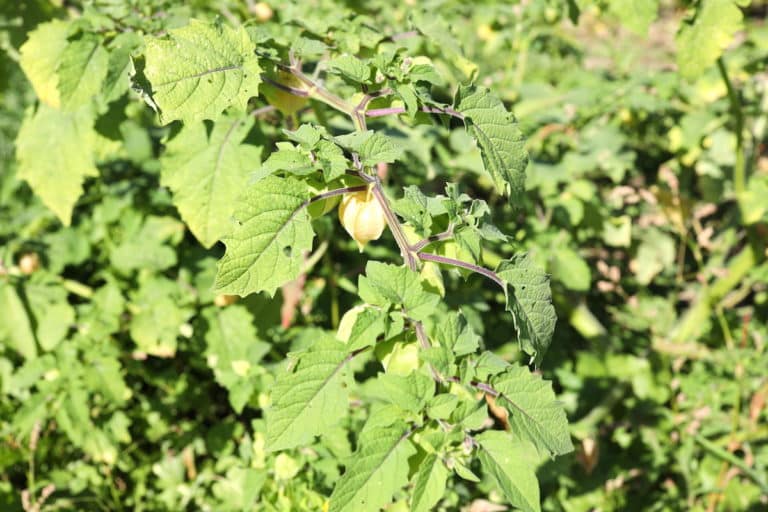 Ground Cherry Recipes - 15 Ways to Use or Preserve - From Scratch Farmstead