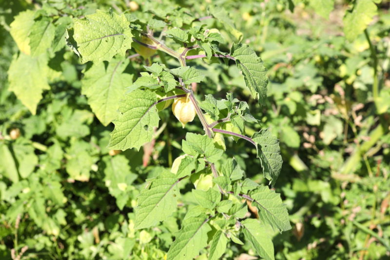 Ground Cherry Recipes - 15 Ways to Use or Preserve - From Scratch Farmstead