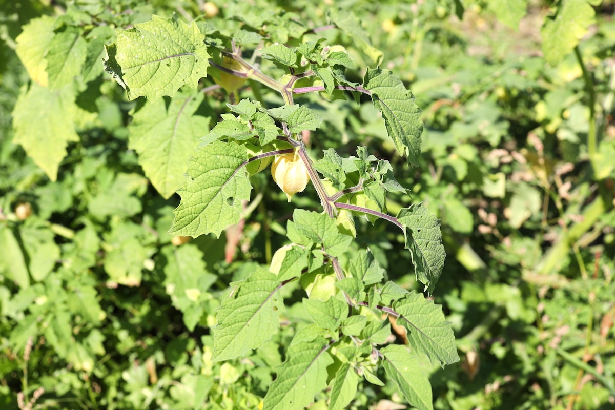Ground Cherry Recipes - 15 Ways to Use or Preserve - From Scratch Farmstead