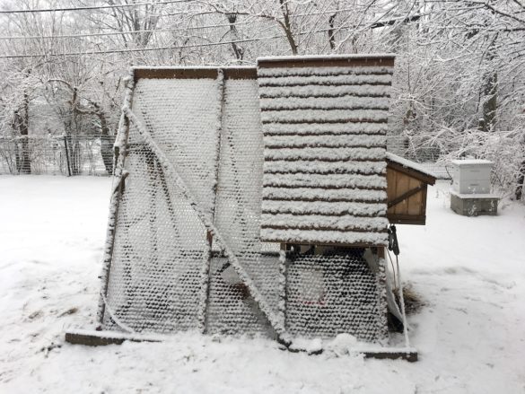How to Care For Chickens in the Winter Basics