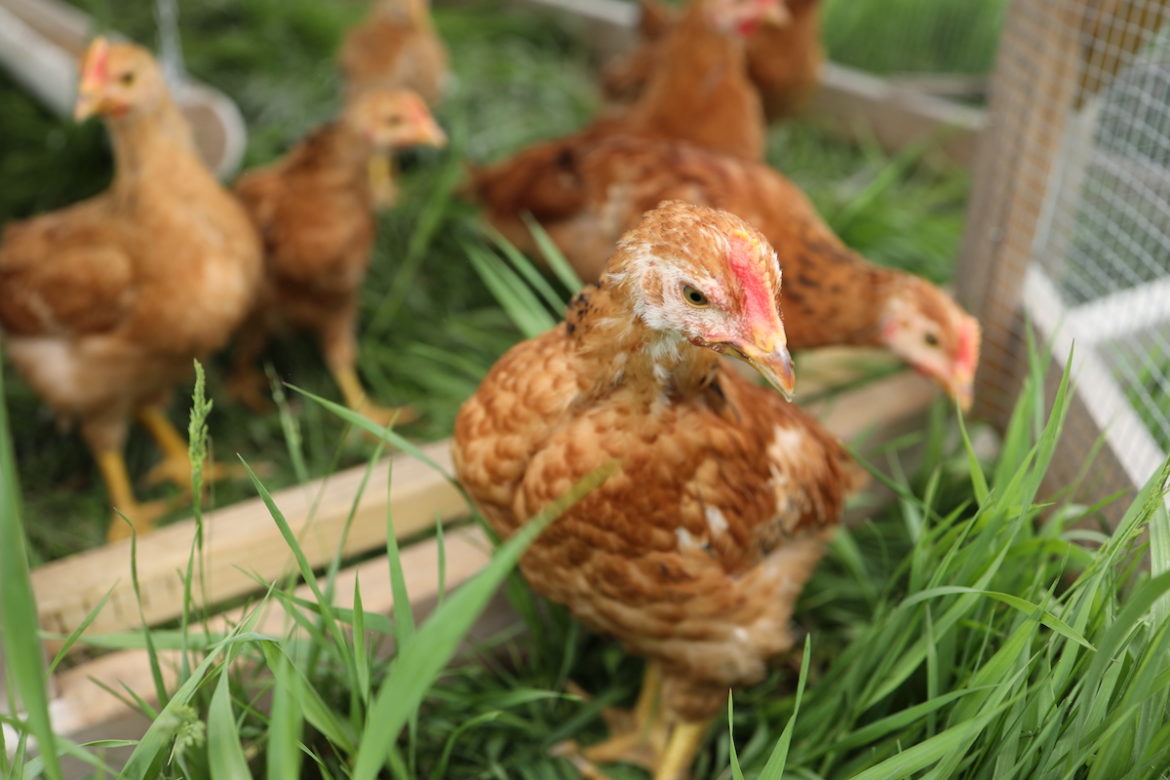 Farm vs. Homestead vs. Farmstead | What They Are and How To Choose ...