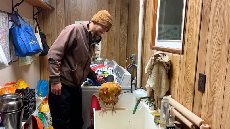 Chicken Prolapsed Vent | Simple Remedies For Natural Recovery - From ...