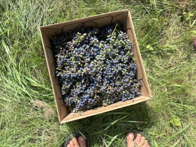 Can You Eat Wild Grapes? 5 Ways to Use Them - From Scratch Farmstead