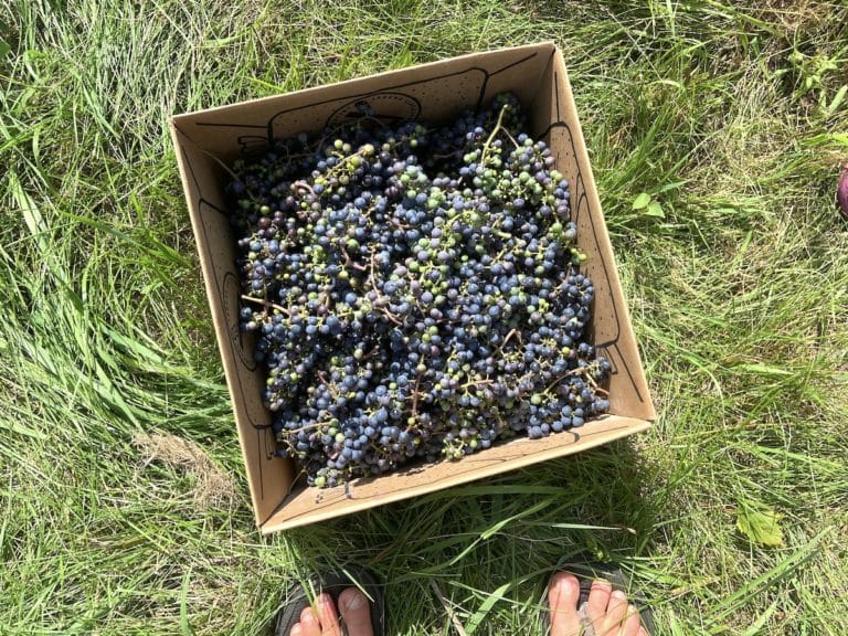 Can You Eat Wild Grapes? 5 Ways to Use Them - From Scratch Farmstead